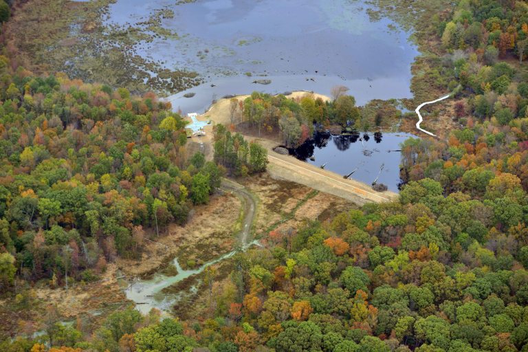 Wetland Restoration Project Starts to Sing! | Our Stories and Perspectives