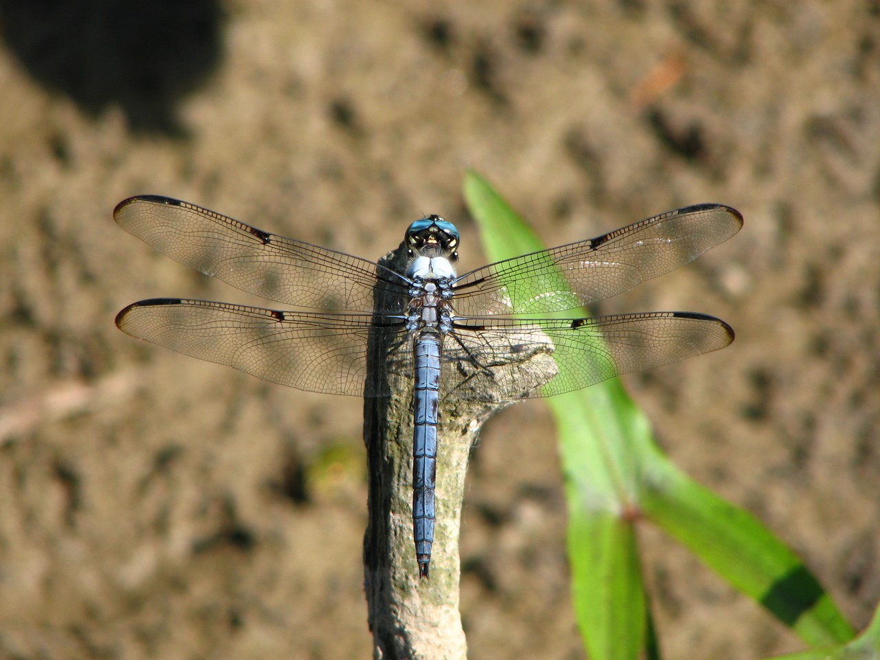 How to Tame Your Dragonfly | Our Stories and Perspectives