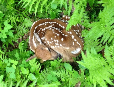 What Do Animals Do During a Rainstorm? | Our Stories and Perspectives
