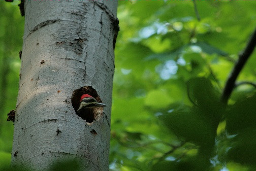 What Do Animals Do During a Rainstorm? | Our Stories and Perspectives