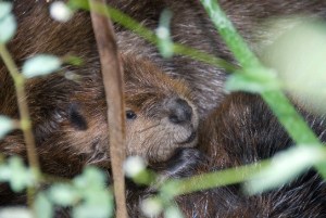 What Do Animals Do During a Rainstorm? | Our Stories and Perspectives