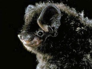 What Do Animals Do During a Rainstorm? | Our Stories and Perspectives