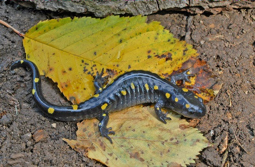 What Do Animals Do During a Rainstorm? | Our Stories and Perspectives
