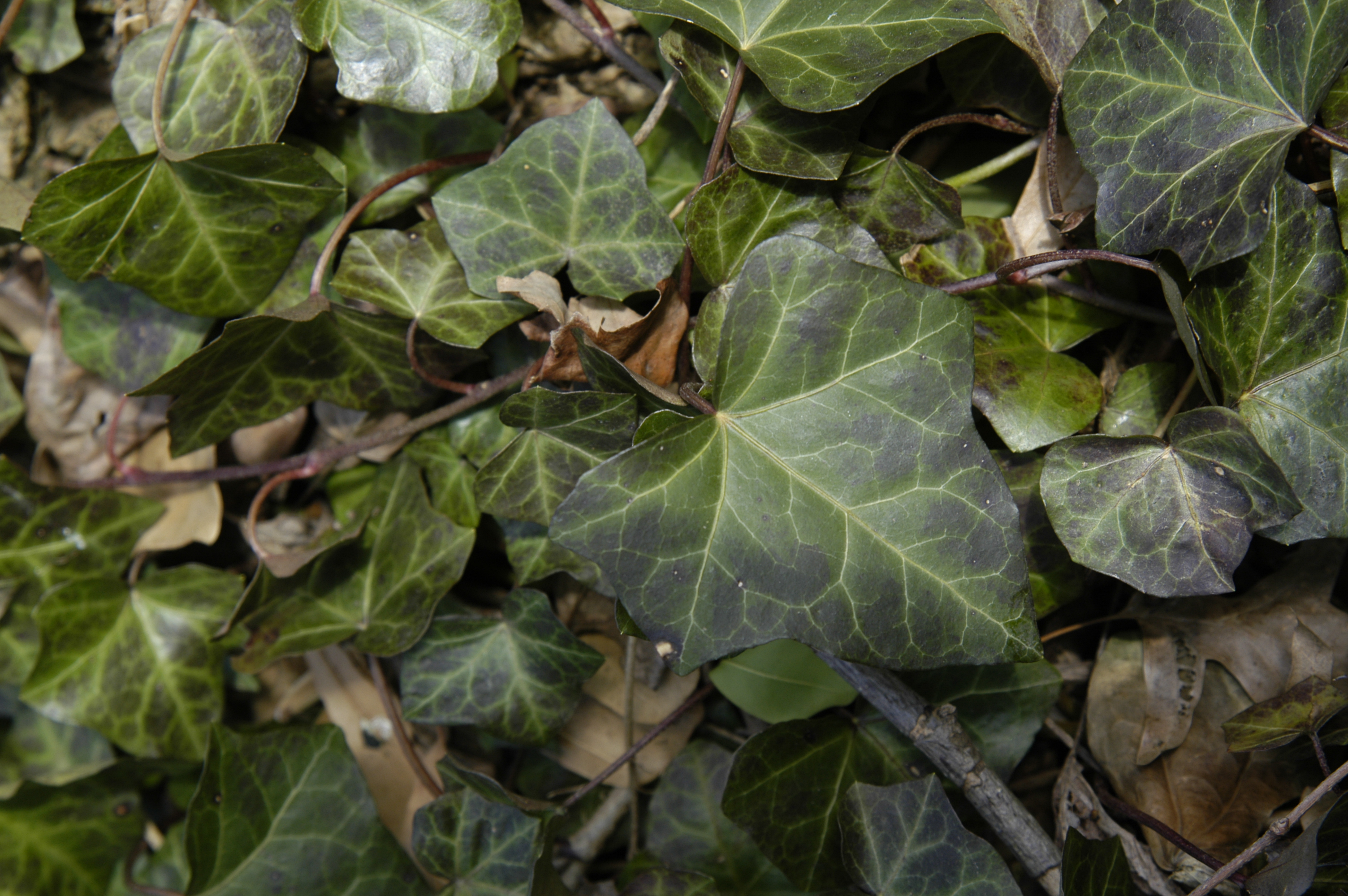 Invasive Species Spotlight: English Ivy | Our Stories and Perspectives