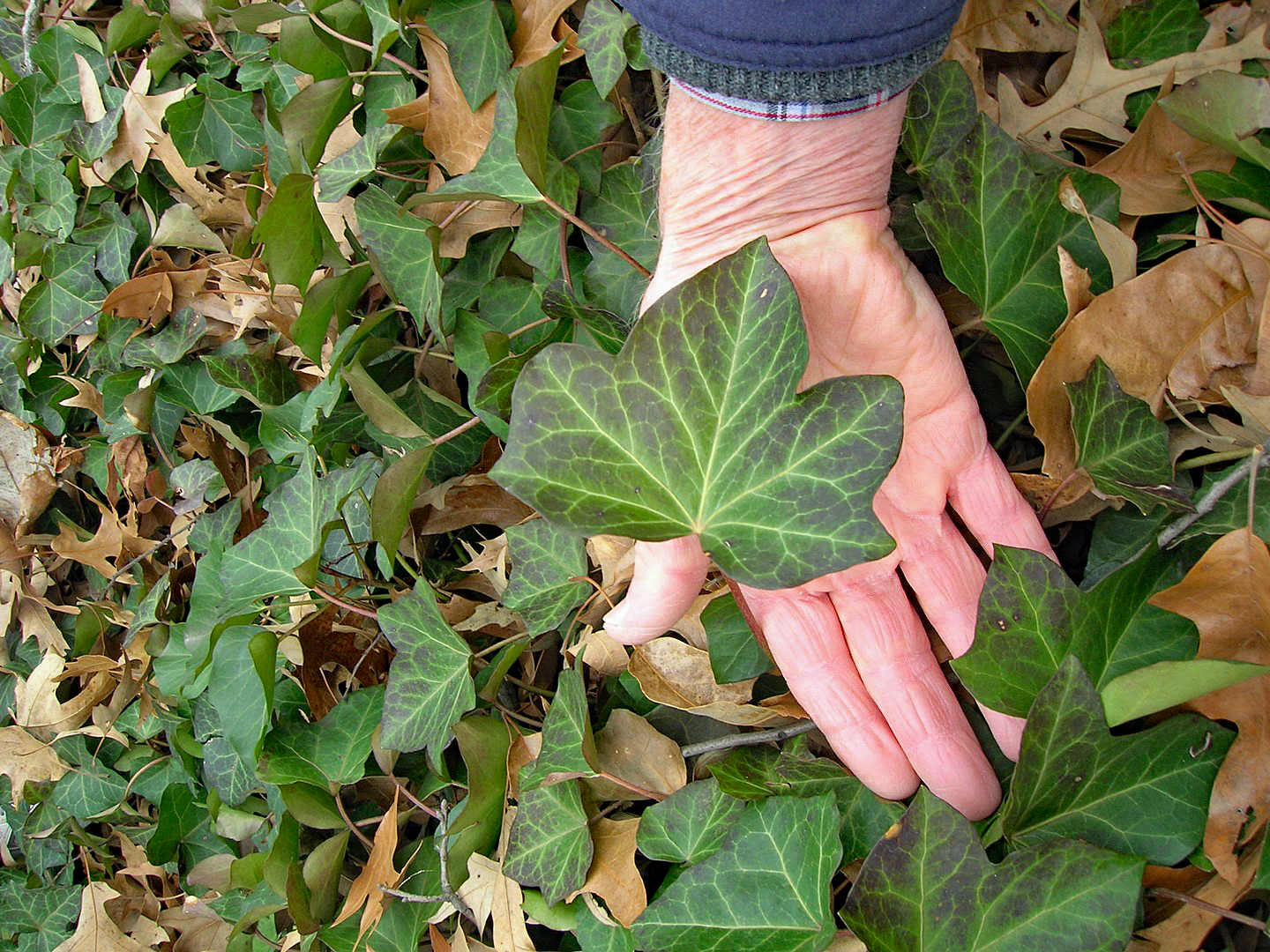 Invasive Species Spotlight: English Ivy | Our Stories and Perspectives