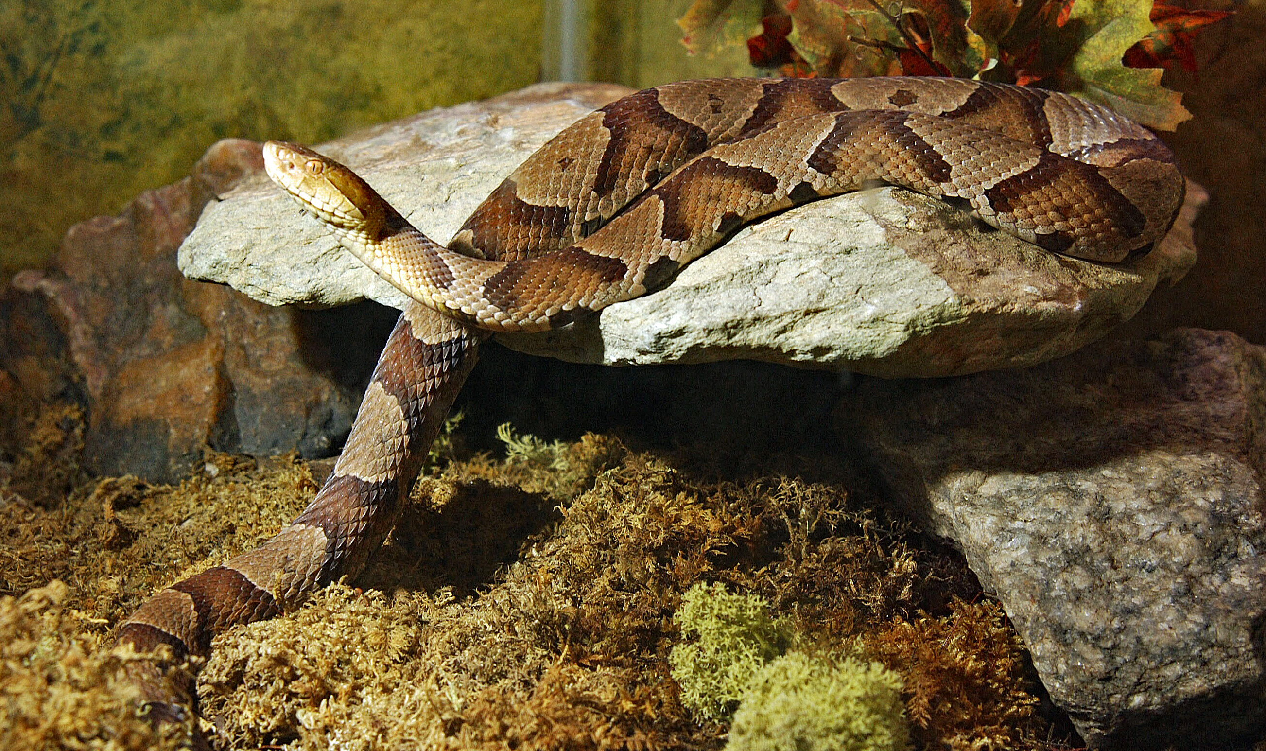 Copperheads in Fairfax County | Our Stories and Perspectives