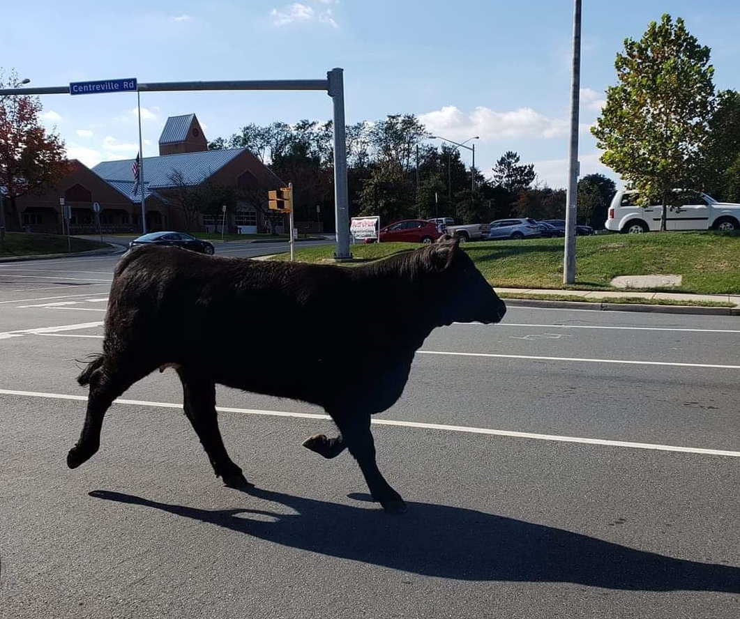 A Cow Tale | Our Stories and Perspectives