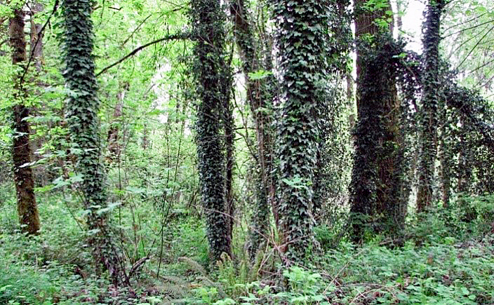 What is an Invasive Plant? | Our Stories and Perspectives