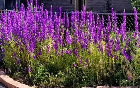 A Great Time for Larkspurs | Our Stories and Perspectives