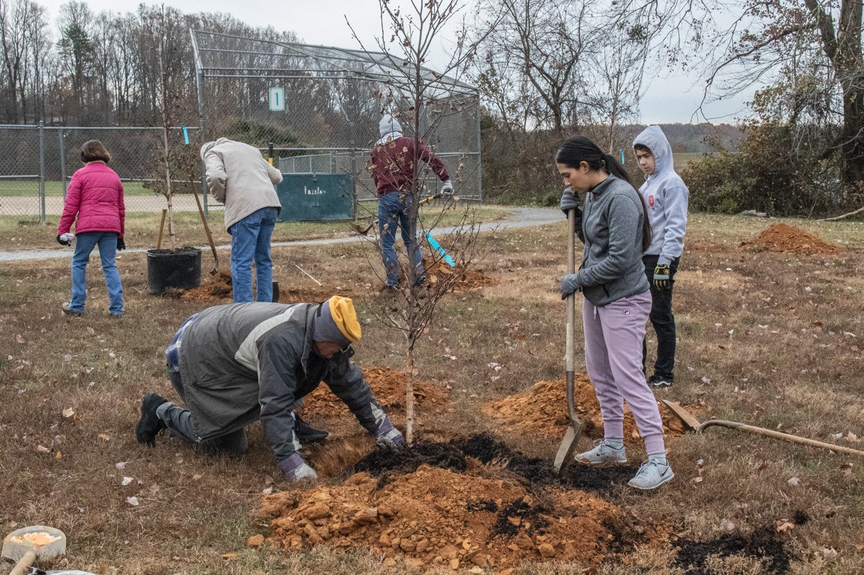 What’s the story on those new trees at Lakeside Park? | Our Stories and ...