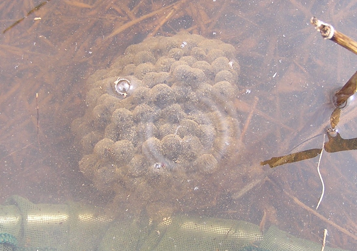 Animal Quackers: Frog Noises in the Woods | Our Stories and Perspectives