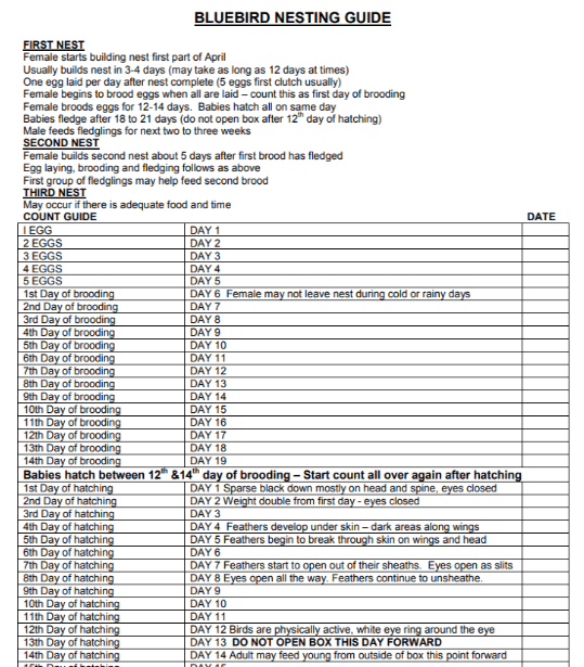 Bluebird Monitors Keep Watch Over Feathered Families | Our Stories and ...