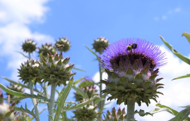 The Cardoon: A Bold and Versatile Plant | Our Stories and Perspectives
