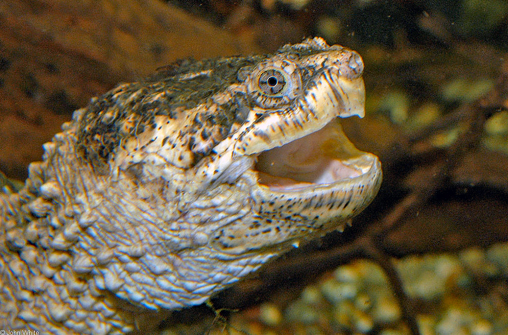 Fairfax County Wildlife: The Snapping Turtle | Our Stories and Perspectives
