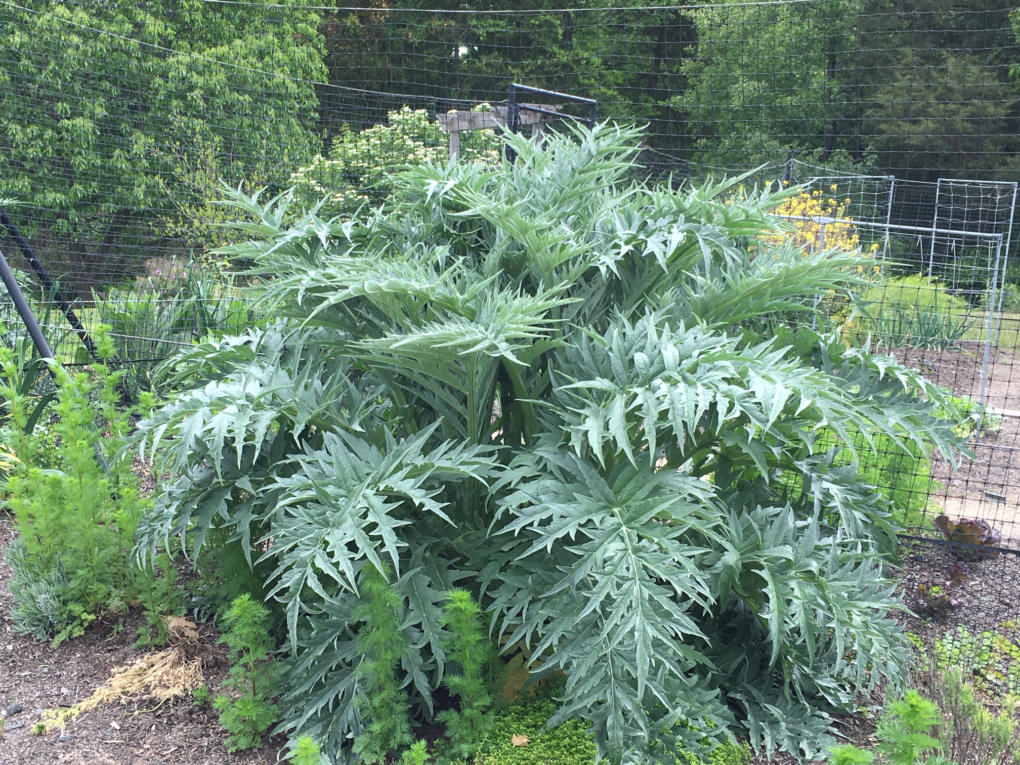 The Cardoon: A Bold and Versatile Plant | Our Stories and Perspectives