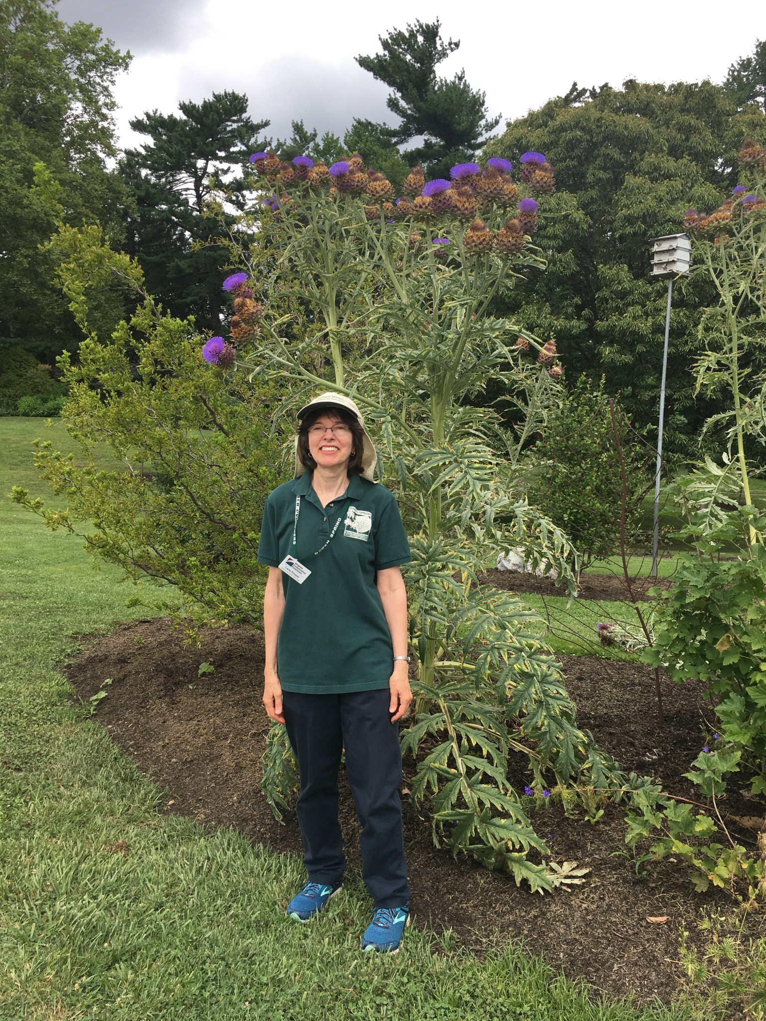 The Cardoon: A Bold and Versatile Plant | Our Stories and Perspectives