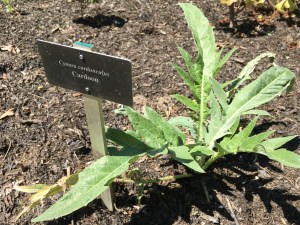 The Cardoon: A Bold and Versatile Plant | Our Stories and Perspectives