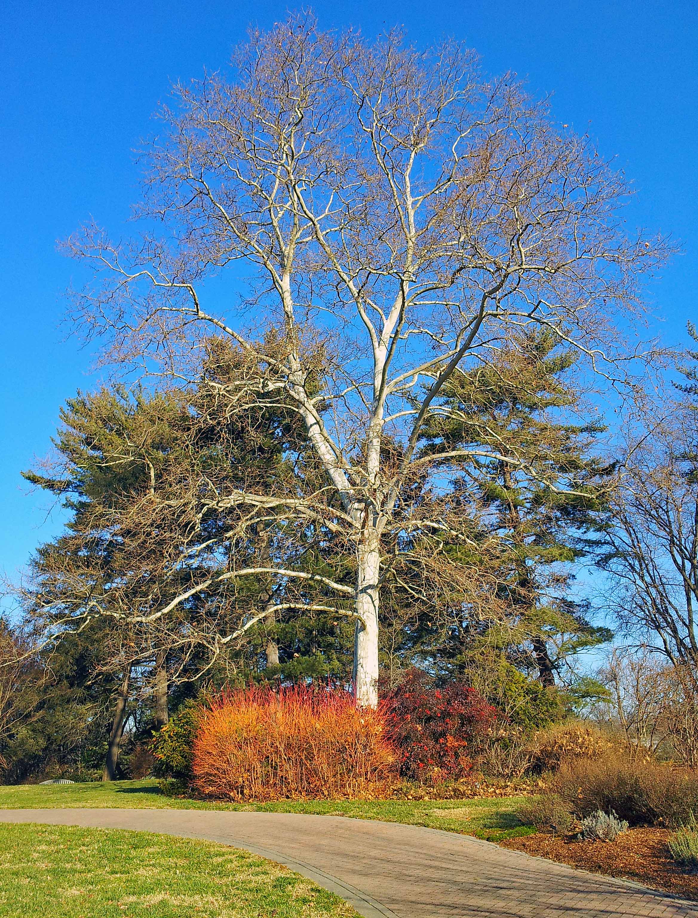 Green Spring’s Stately London Plane Tree | Our Stories and Perspectives
