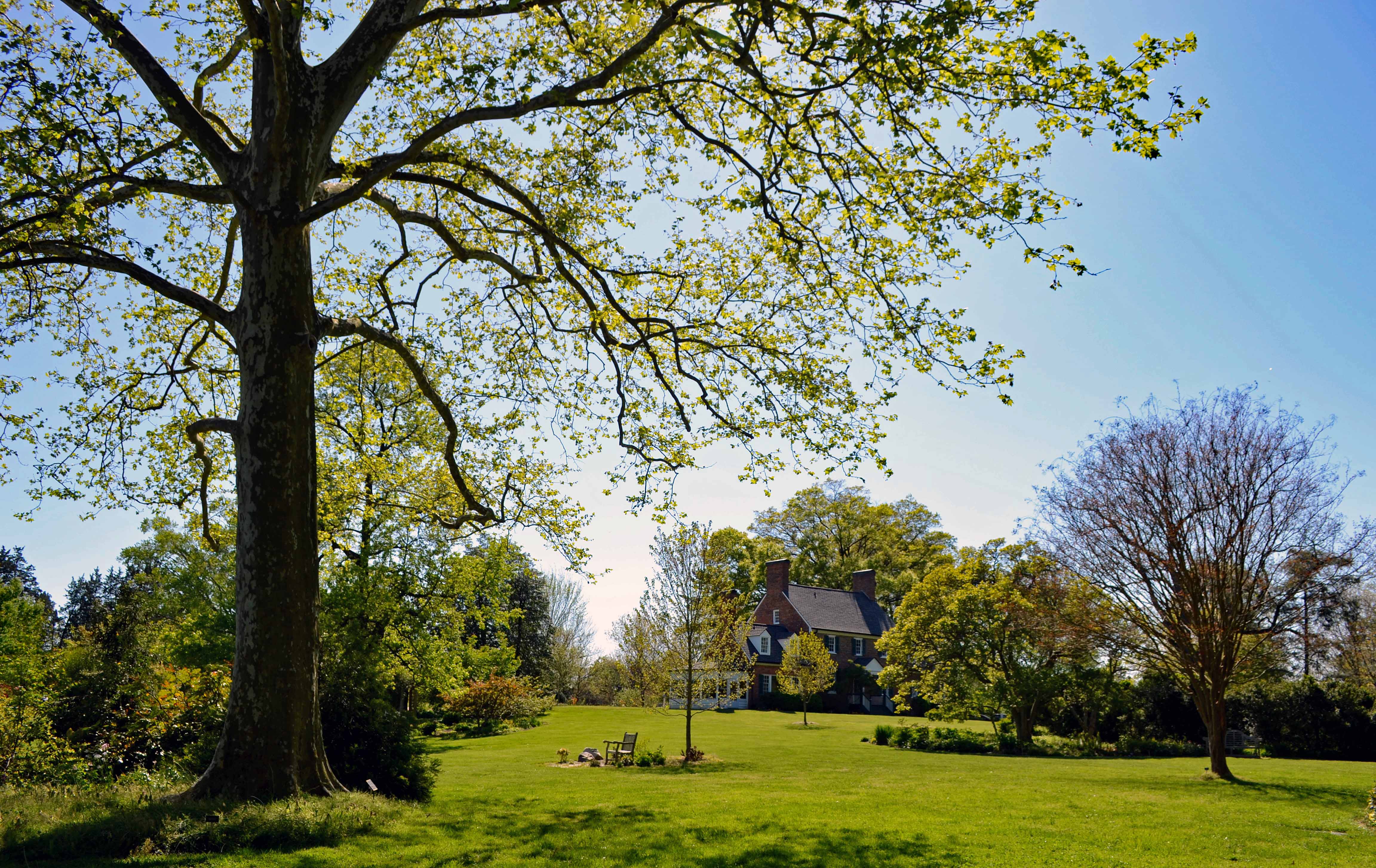 Green Spring’s Stately London Plane Tree | Our Stories and Perspectives