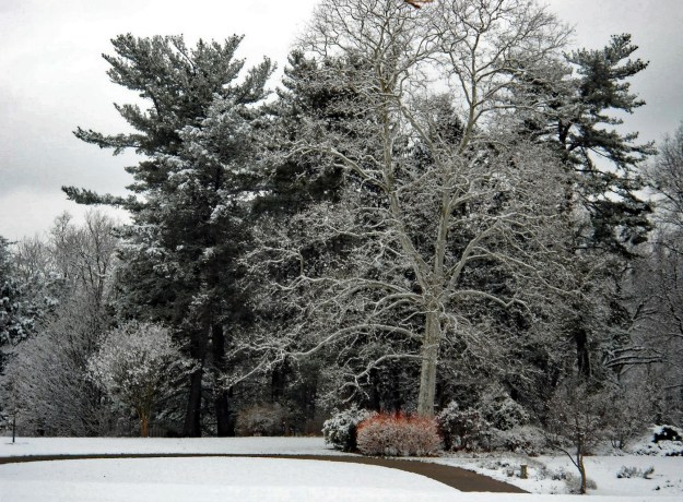 Green Spring’s Stately London Plane Tree | Our Stories and Perspectives