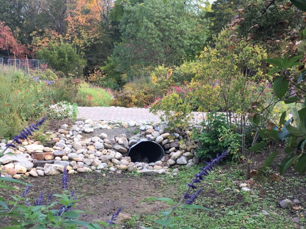 The Purpose and Workings of a Swale Garden | Our Stories and Perspectives