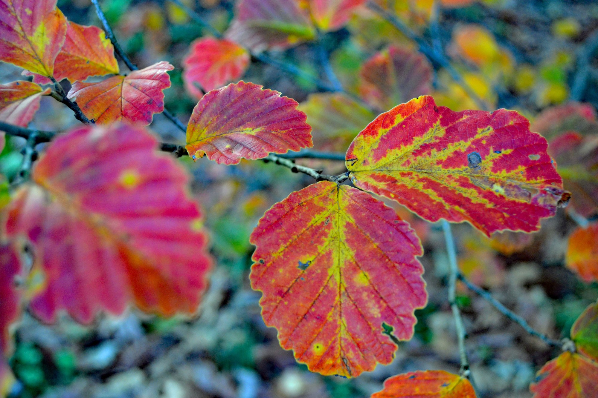 The National Witch Hazel Collection at Green Spring Gardens | Our ...