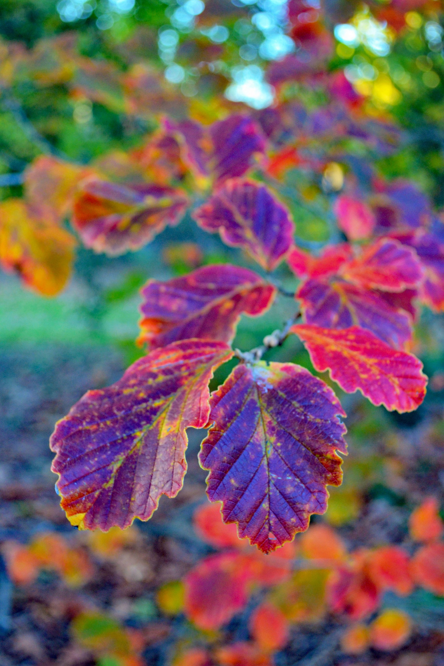 The National Witch Hazel Collection at Green Spring Gardens | Our ...