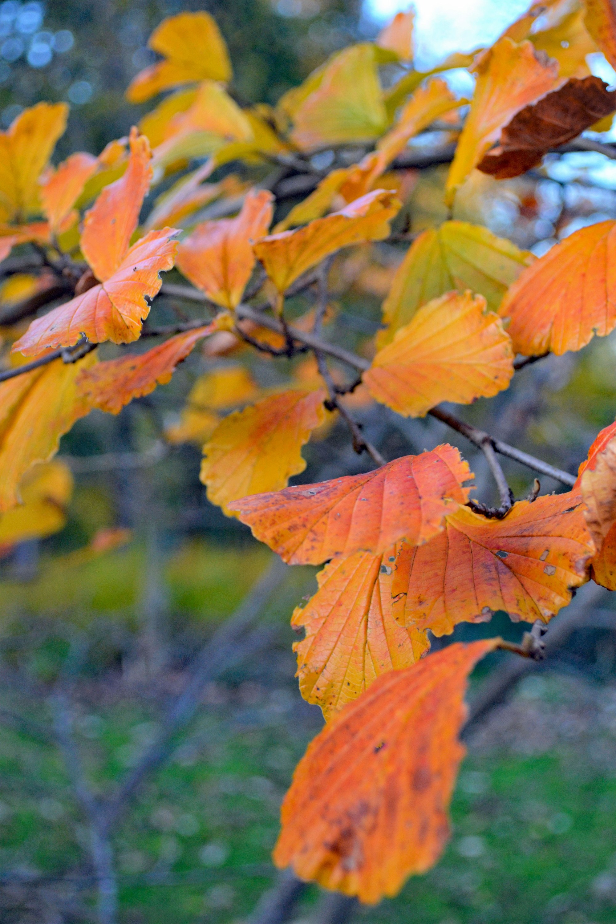 The National Witch Hazel Collection at Green Spring Gardens | Our ...