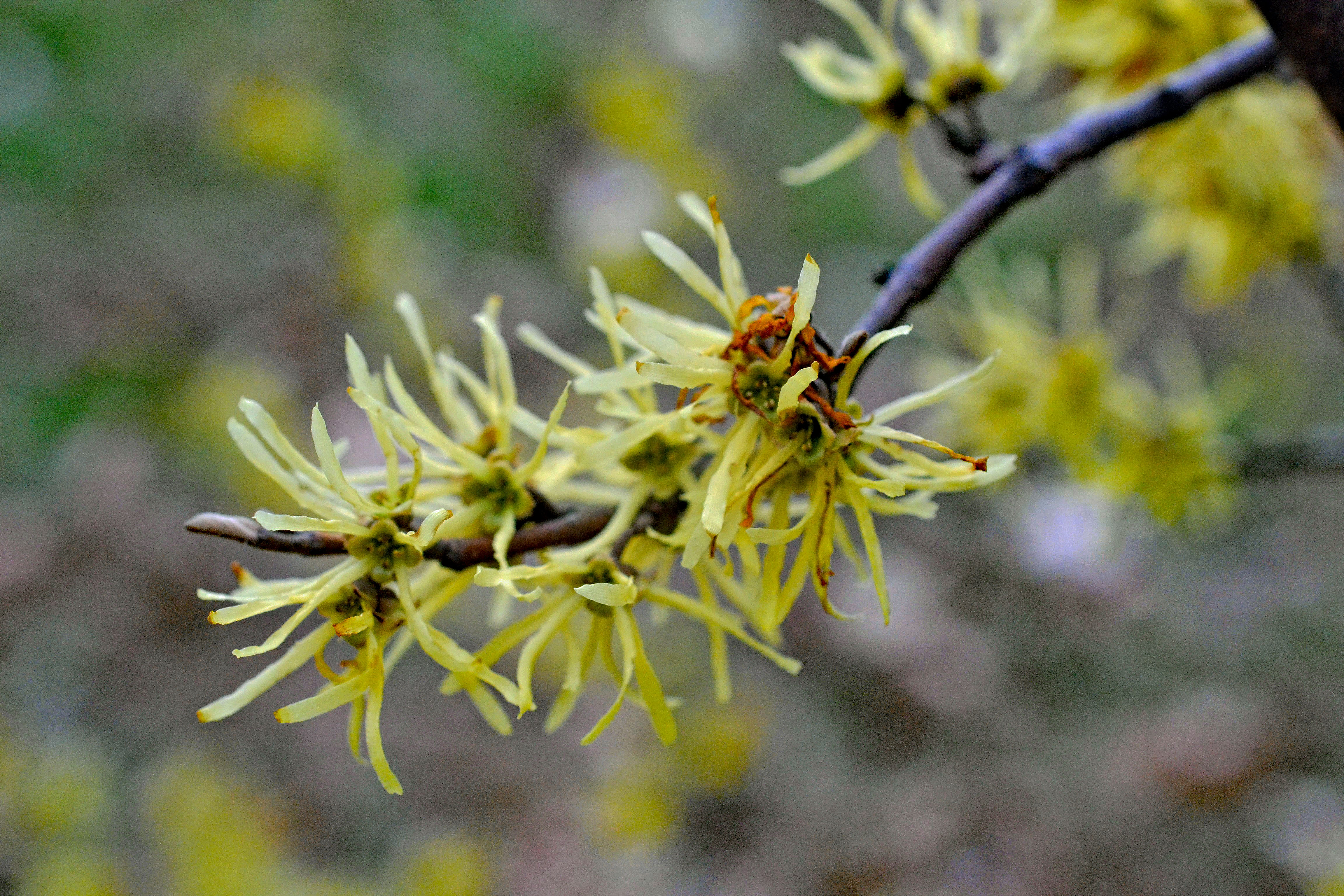 The National Witch Hazel Collection at Green Spring Gardens | Our ...