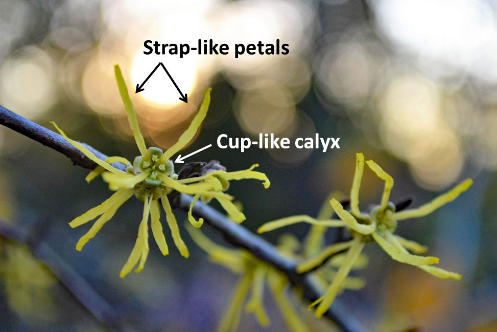 The National Witch Hazel Collection at Green Spring Gardens | Our ...