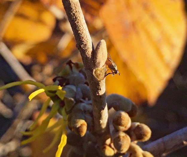 The National Witch Hazel Collection at Green Spring Gardens | Our ...
