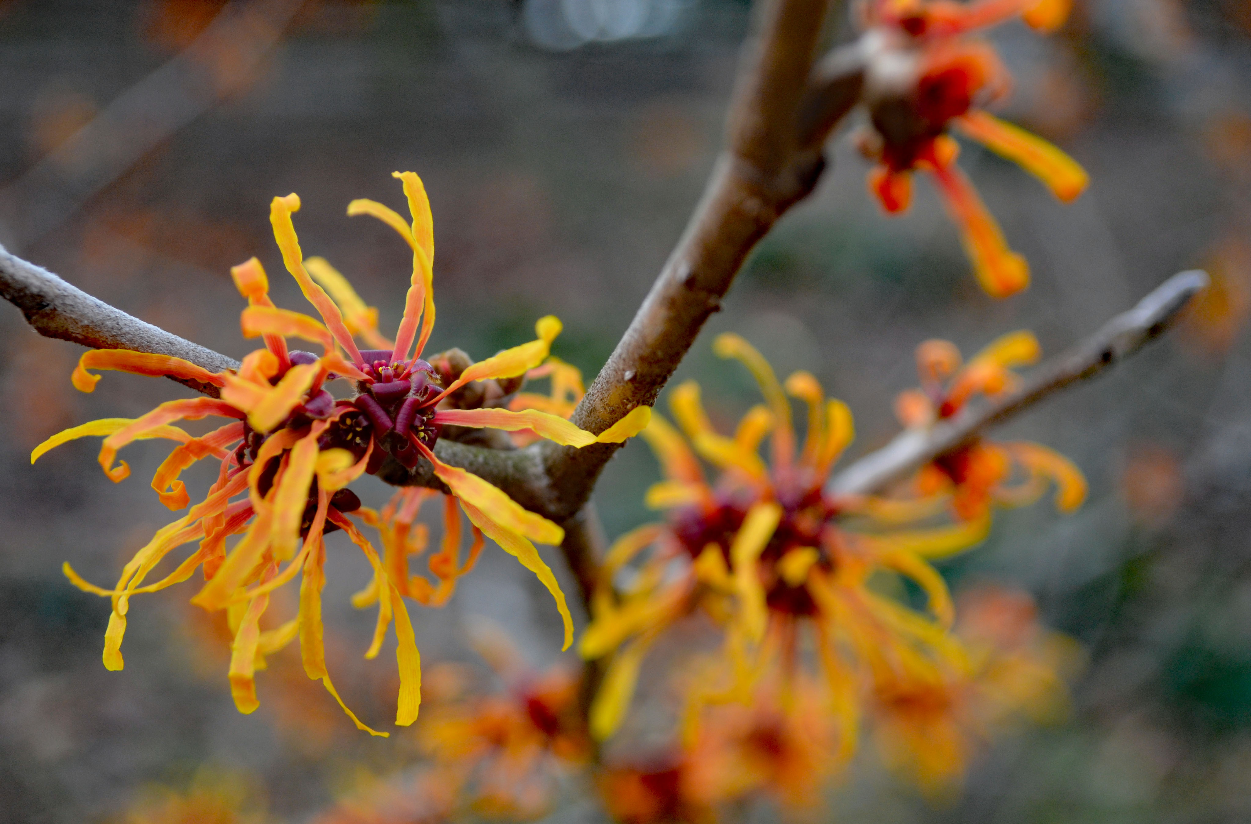 The National Witch Hazel Collection at Green Spring Gardens | Our ...