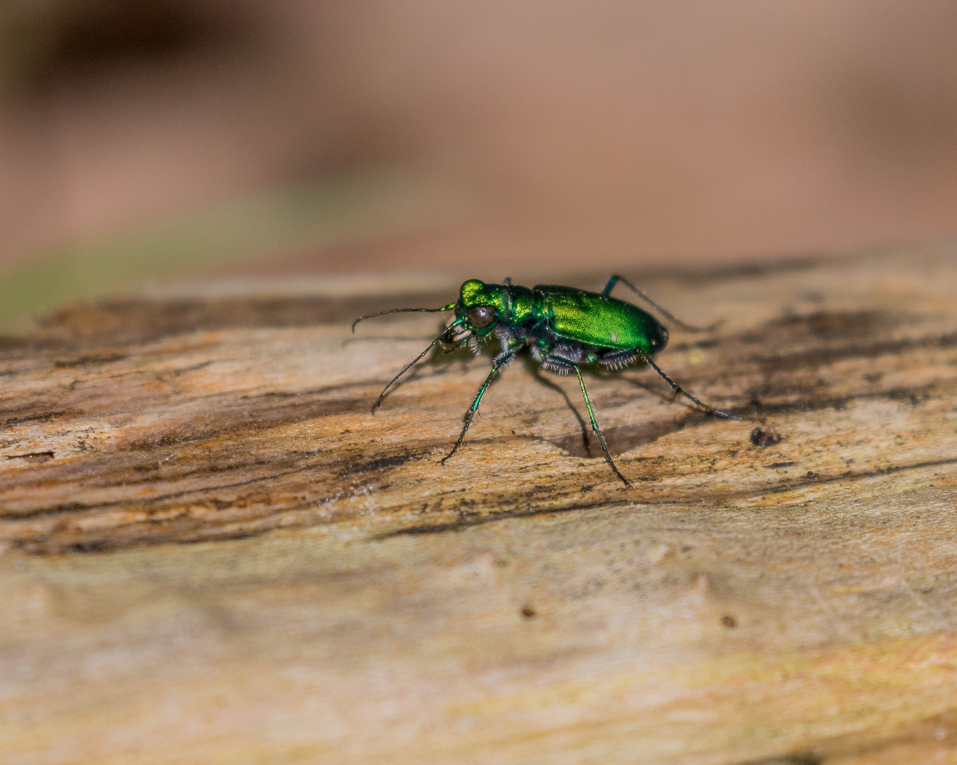 Local Nature Photographer Encourages Others to Catch the Bug | Our ...