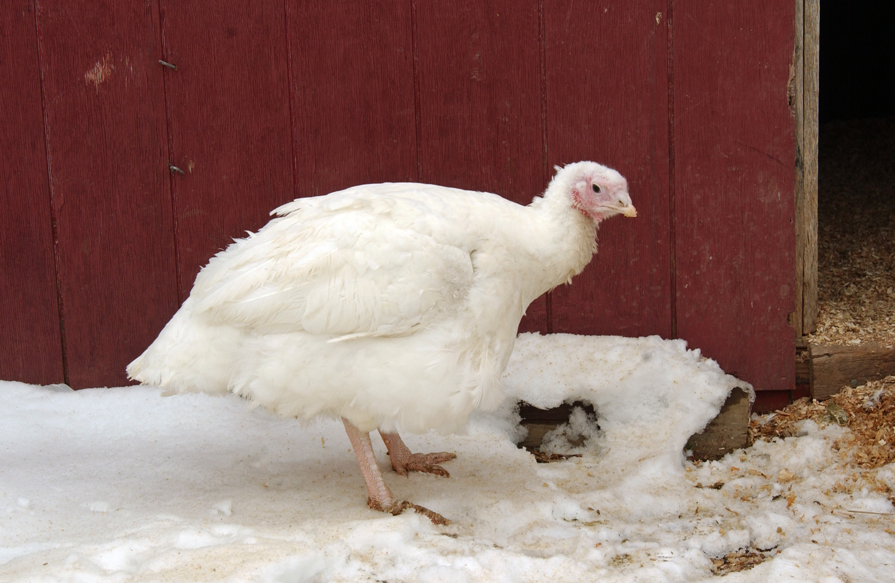 Snow Days at Frying Pan Farm Park | Our Stories and Perspectives
