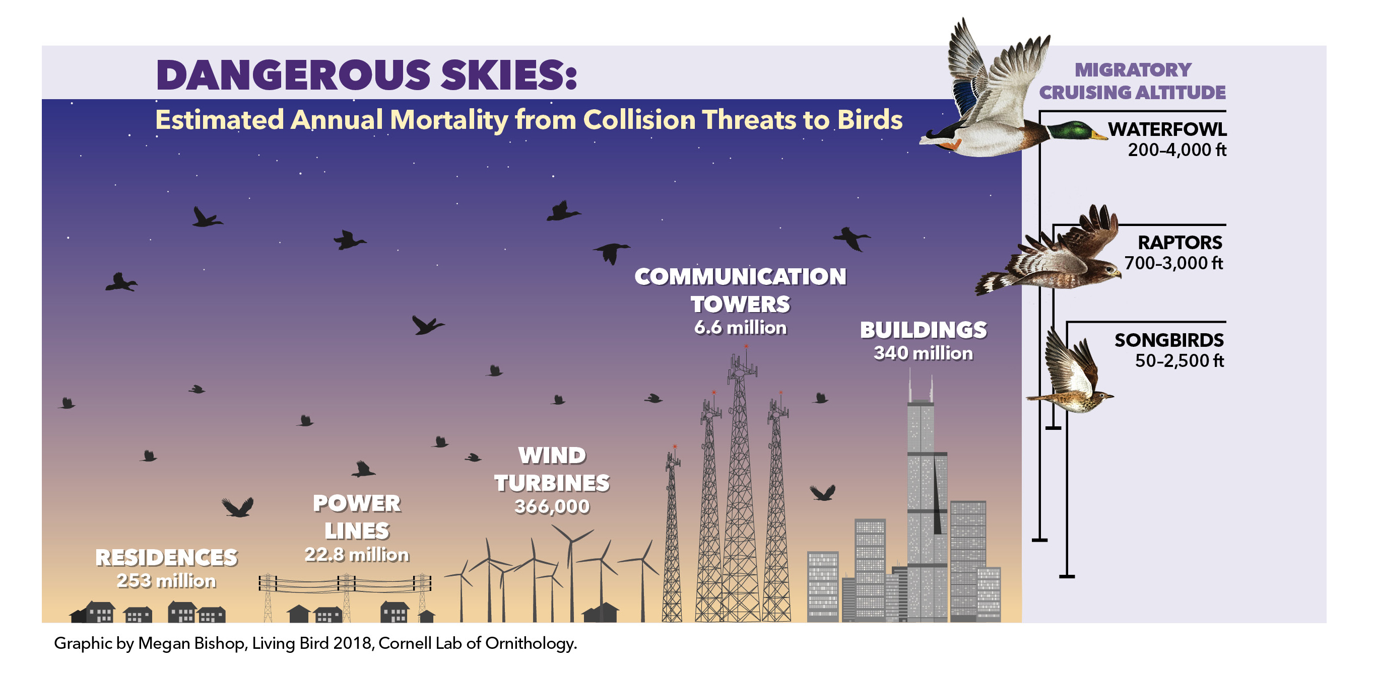 Dim the Lights for Birds at Night | Our Stories and Perspectives