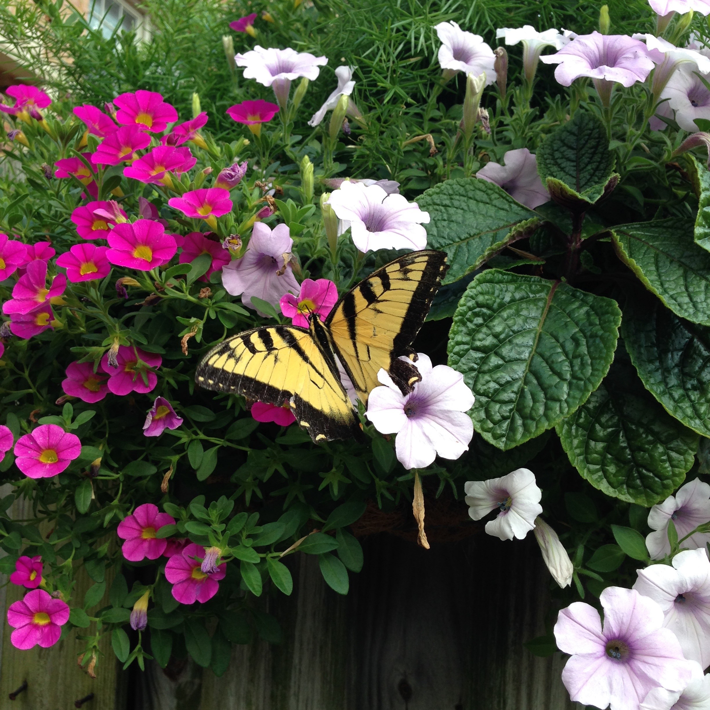 Welcoming Butterflies to the Garden | Our Stories and Perspectives