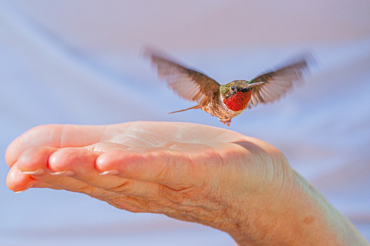 A Celebration of Hummingbirds | Our Stories and Perspectives