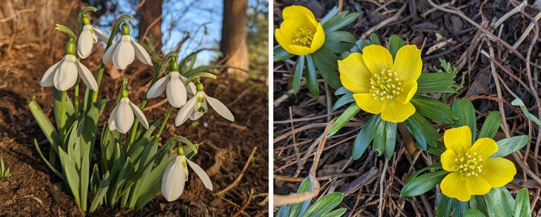 Enjoy a Winter Blooms Walk at Green Spring Gardens | Our Stories and ...
