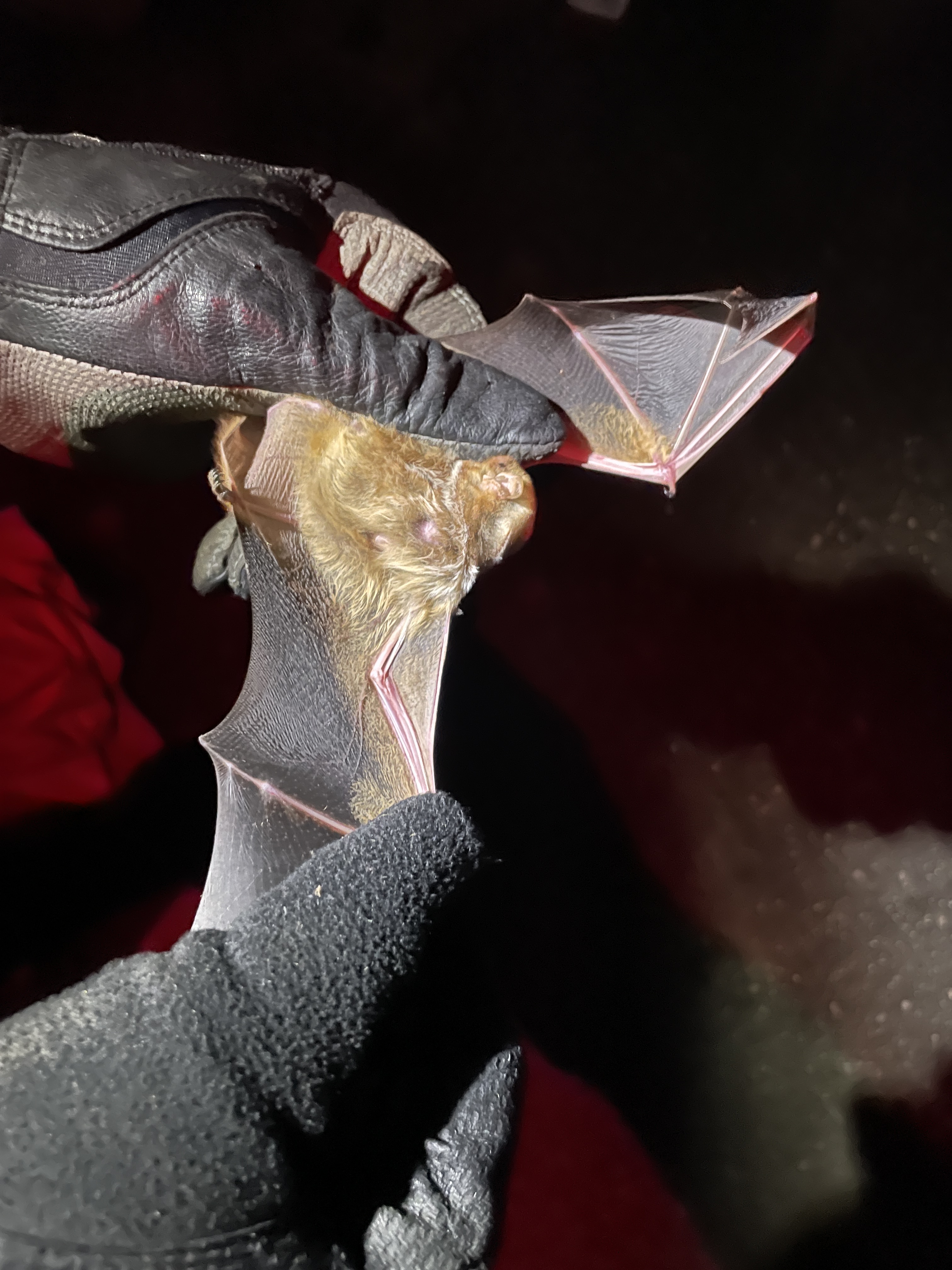 Biological Inventories Turn Up Rare Species in Fairfax Parks | Our ...