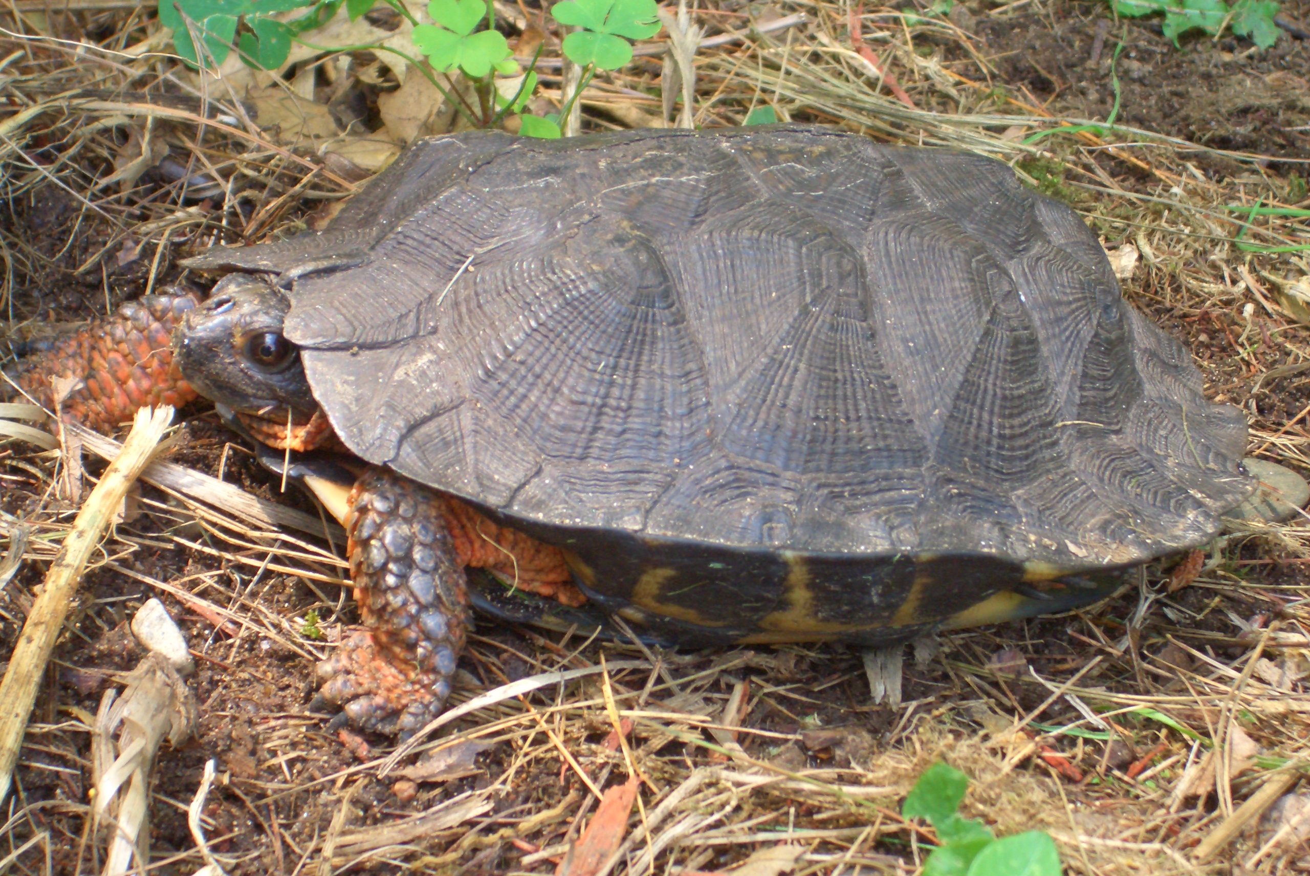 Biological Inventories Turn Up Rare Species in Fairfax Parks | Our ...